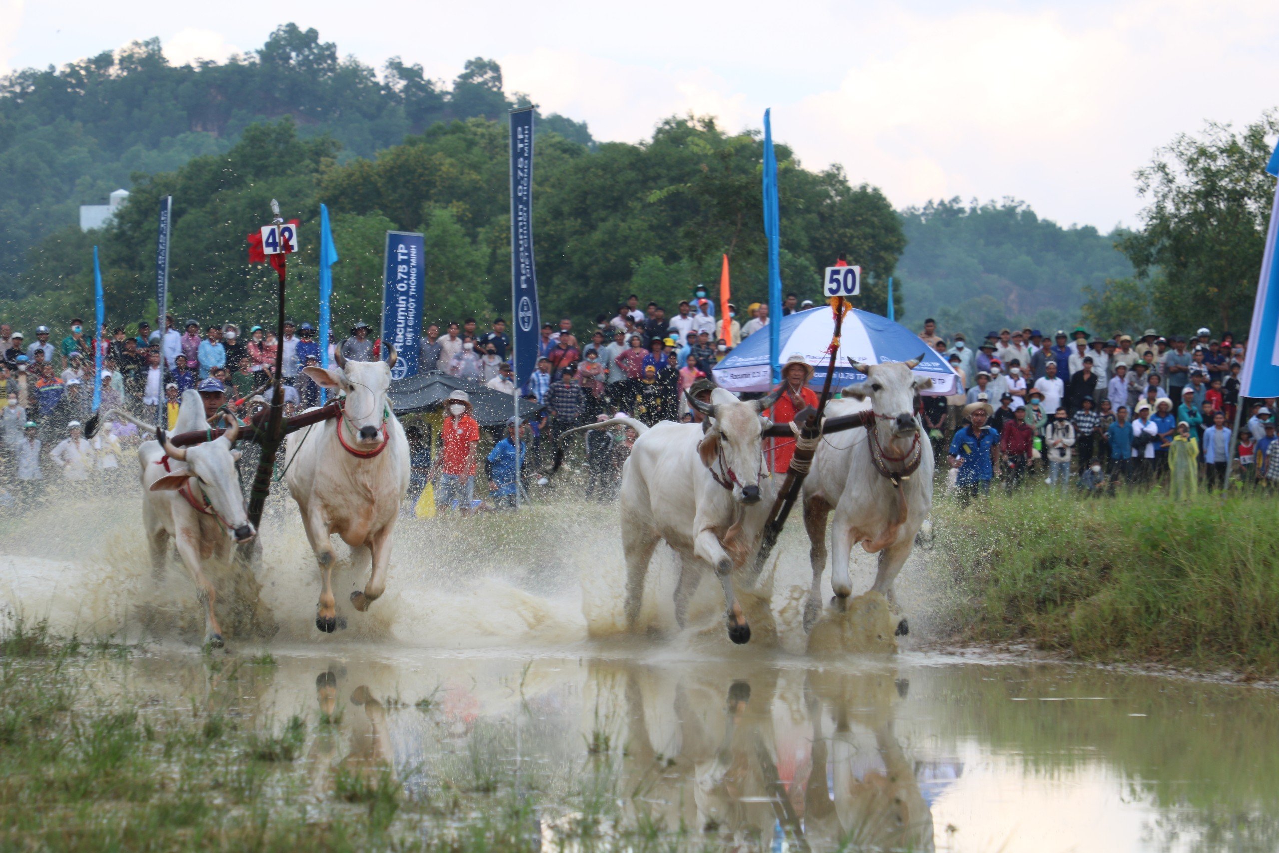 "Chơi bò" lắm công phu - Truyền Hình Hậu Giang