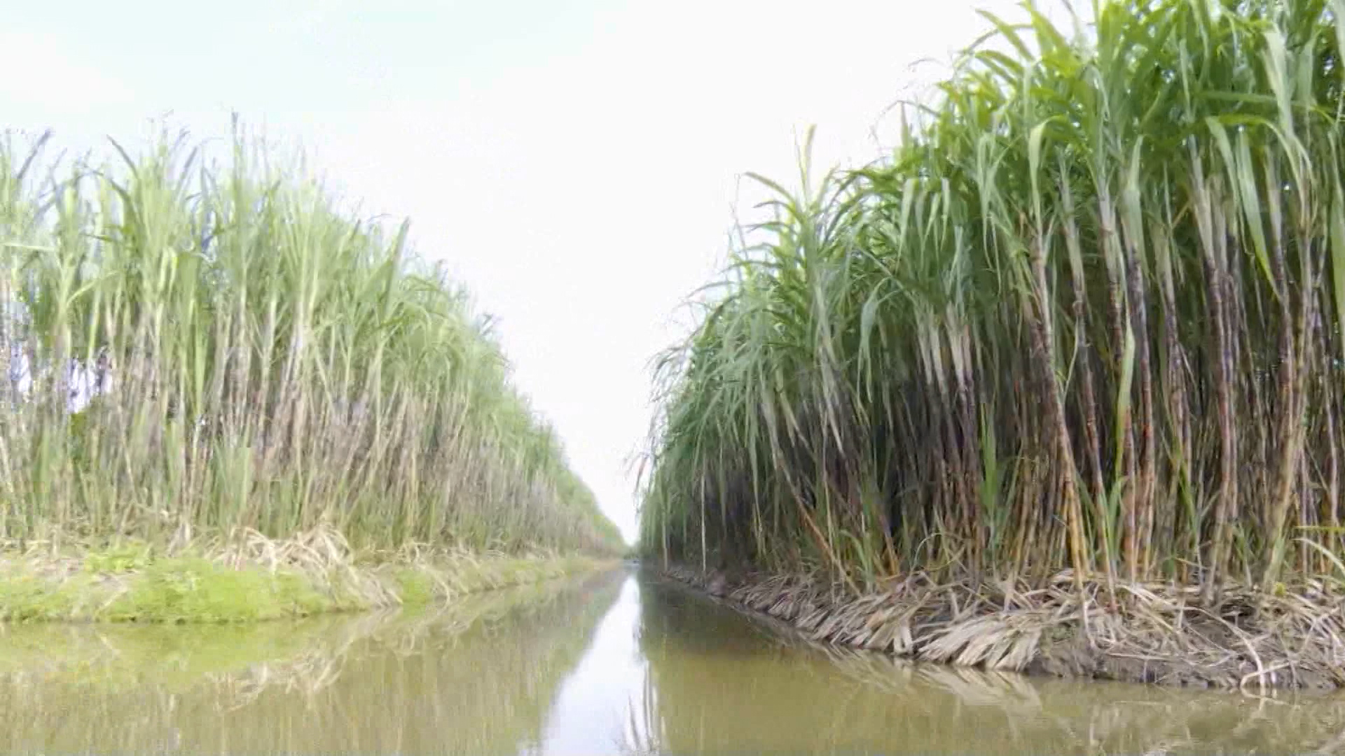 Nhìn lại mối liên kết của ngành mía đường - Truyền Hình Hậu Giang