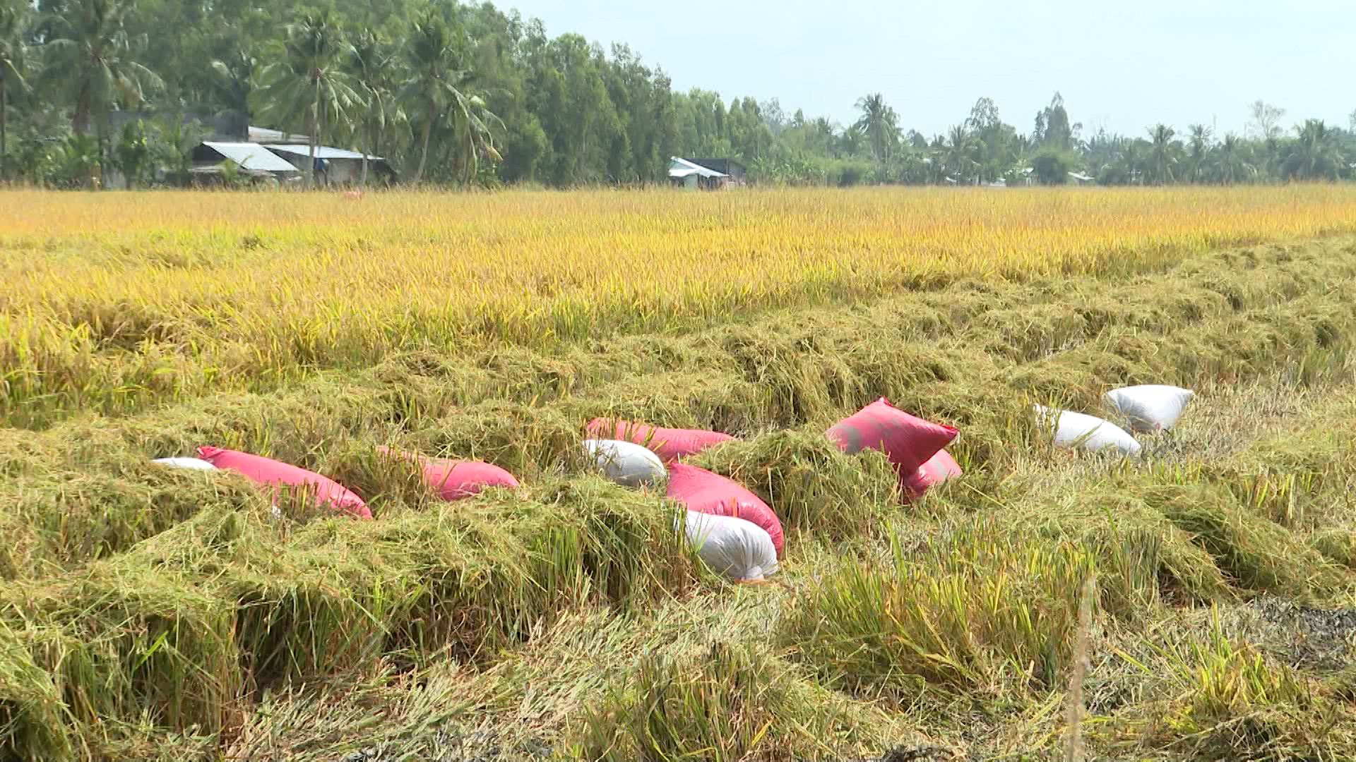 Nông dân phấn khởi thu hoạch lúa Đông Xuân sớm - Truyền Hình Hậu Giang