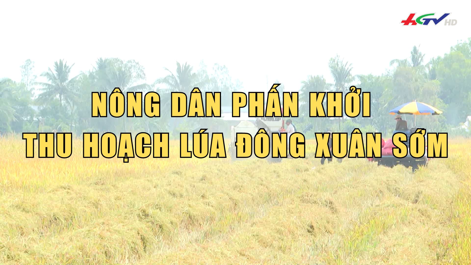 Nông dân phấn khởi thu hoạch lúa Đông Xuân sớm - Truyền Hình Hậu Giang