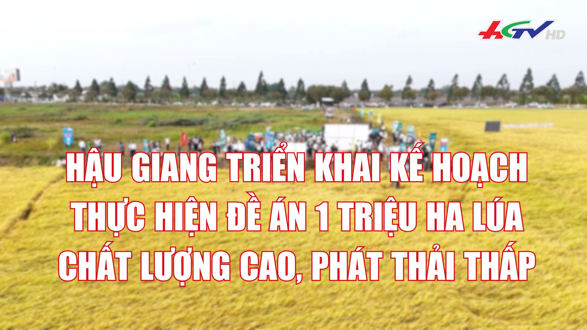 Hậu Giang triển khai kế hoạch thực hiện đề án 1 triệu ha lúa chất lượng ...